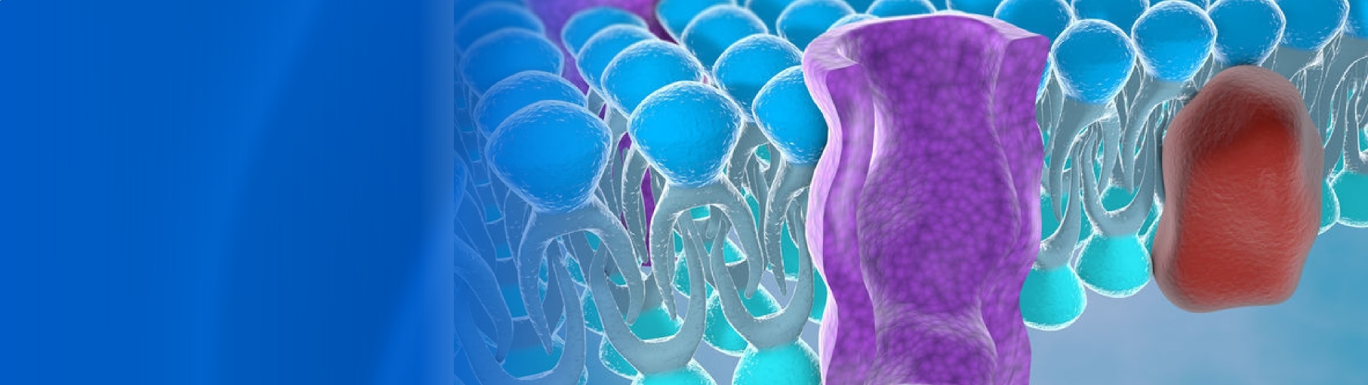 ABC转运体体外研究模型的应用及策略 - 药明康德DMPK