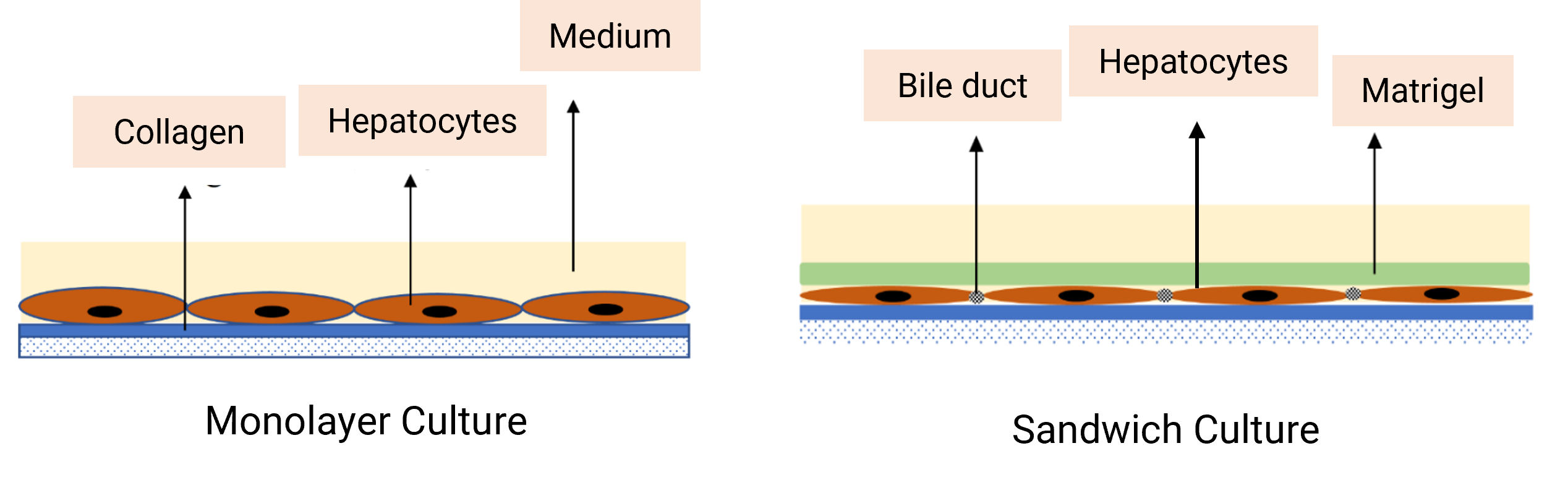 Metabolic Stability Studies: How to Study Slowly Metabolized Compounds ...