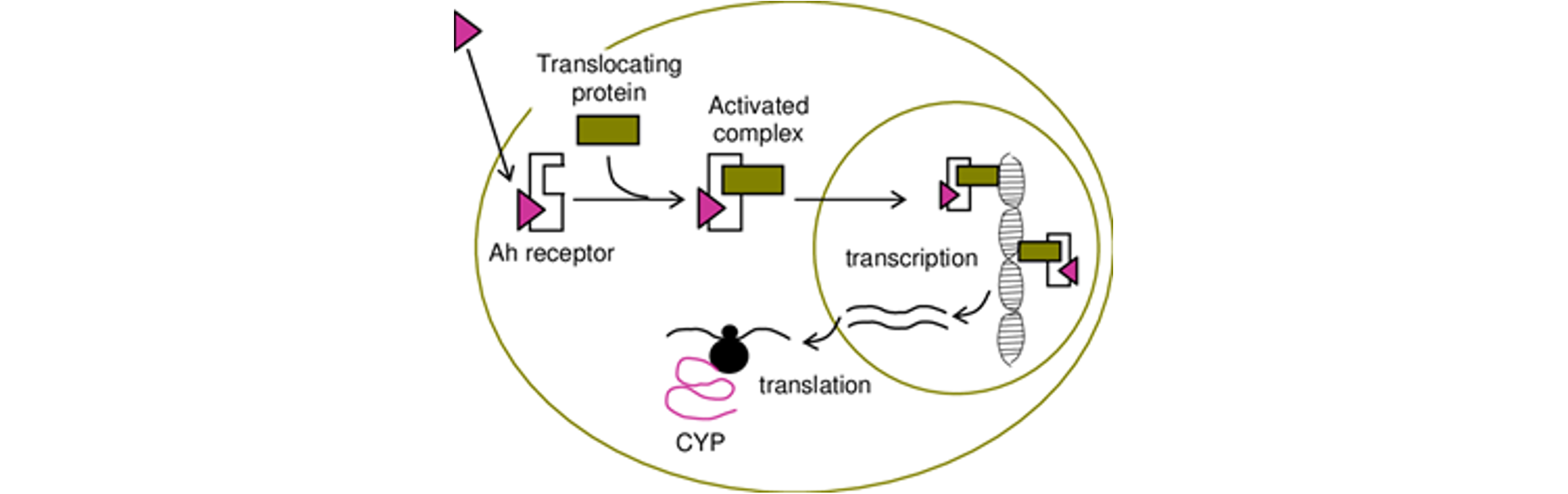 mRNA Levels vs. Enzyme Activity Levels: Which Should I Choose for ...
